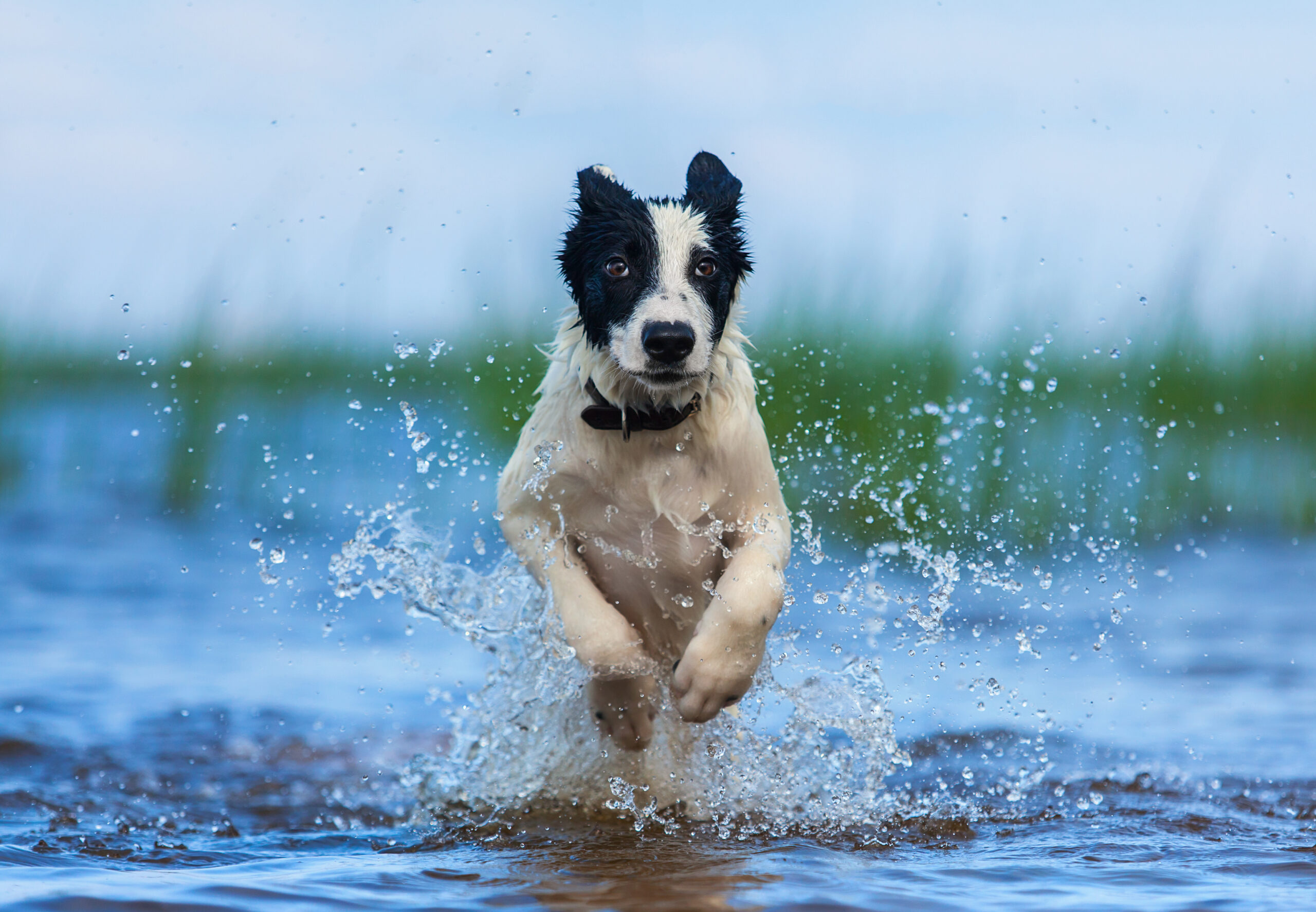 Dog Racing Betting: Dog Traits to Consider When Betting